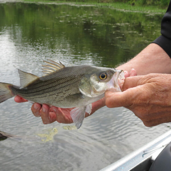 White Bass: Habitat, Diet, Life Cycle - FishOnTips