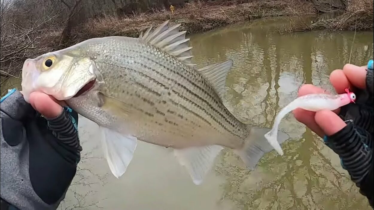 White Bass: Habitat, Diet, Life Cycle - FishOnTips