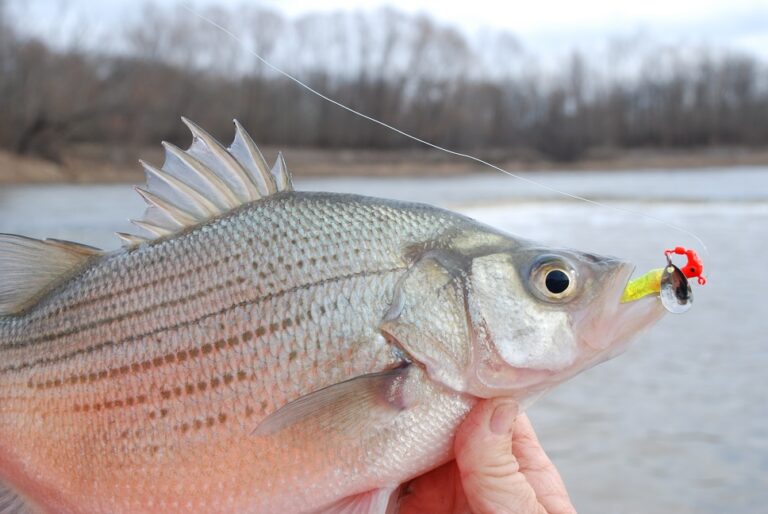 White Bass: Habitat, Diet, Life Cycle - FishOnTips