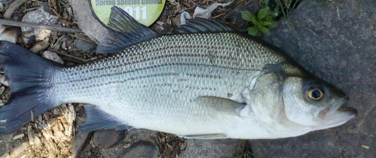 White Bass: Habitat, Diet, Life Cycle - FishOnTips